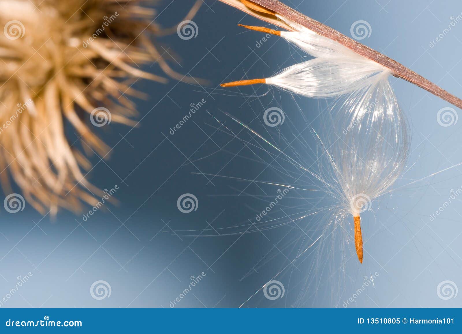 Seeds emerging in spring stock image. Image of evolution - 13510805