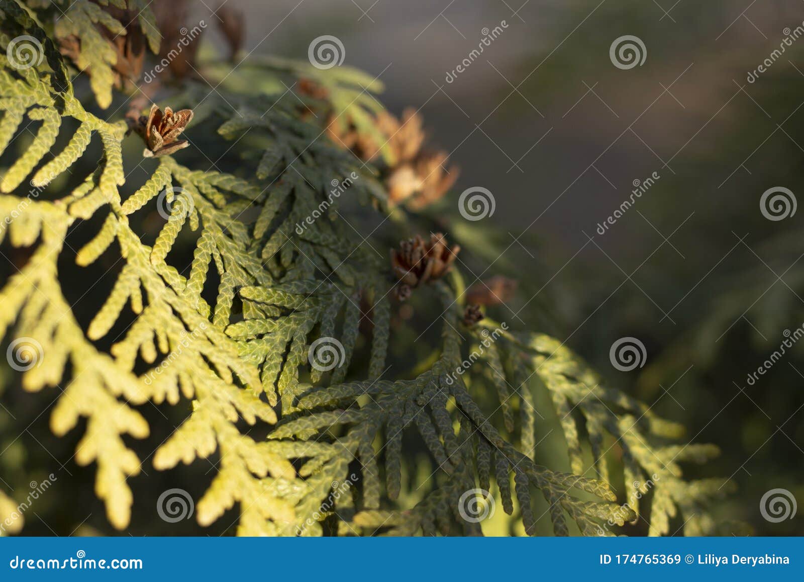 Seeds of Evergreen Shrub of Young Thuja Growing with Selective Focus ...