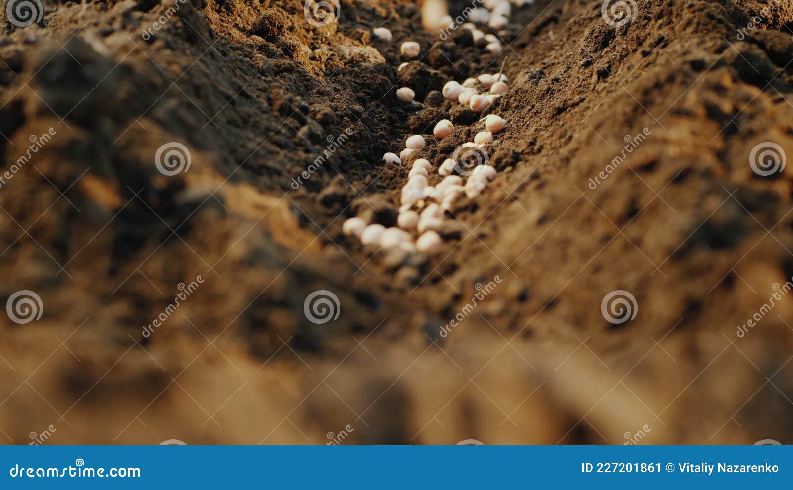 Seeds Fall into the Ground. the Beginning of a New Life Stock Video ...