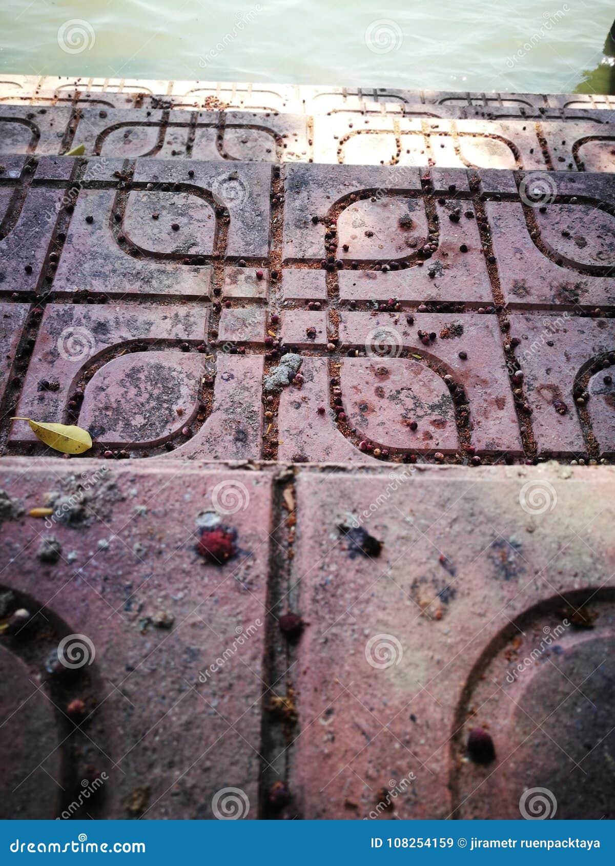 Seeds fall on the sidewalk stock image. Image of fall - 108254159