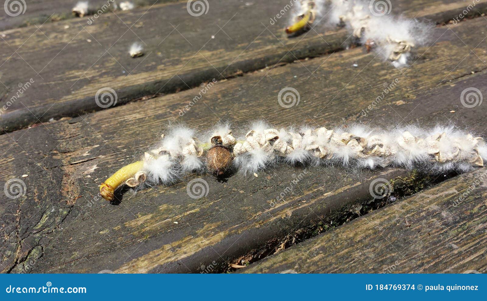 Seeds Falling from the Trees Stock Photo - Image of beak, falling ...