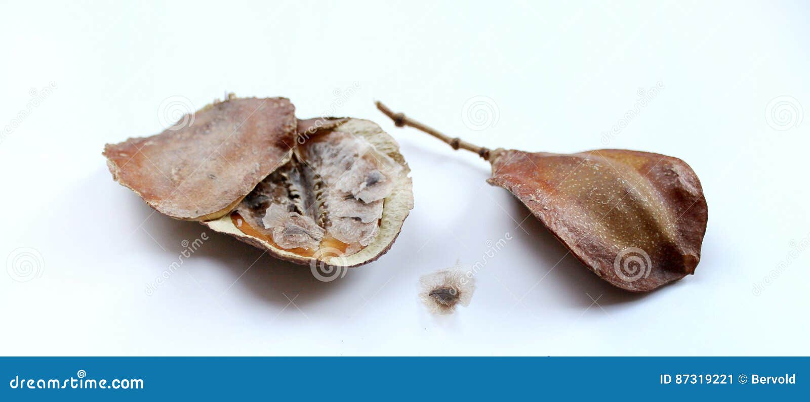 Seeds Flowering Jacaranda Tree Stock Image - Image of spring, flowers ...