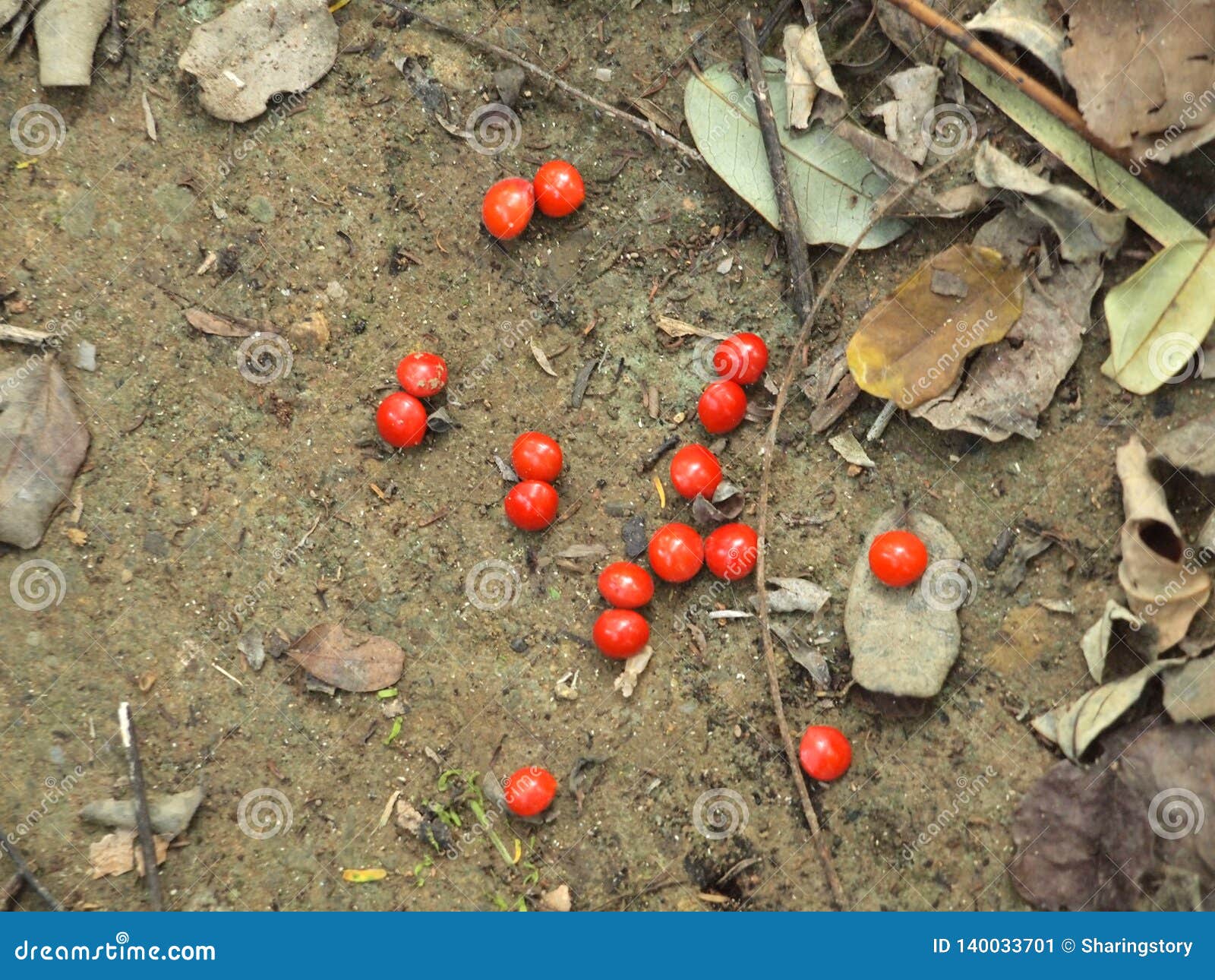 Seeds in forest stock image. Image of plant, tropical - 140033701