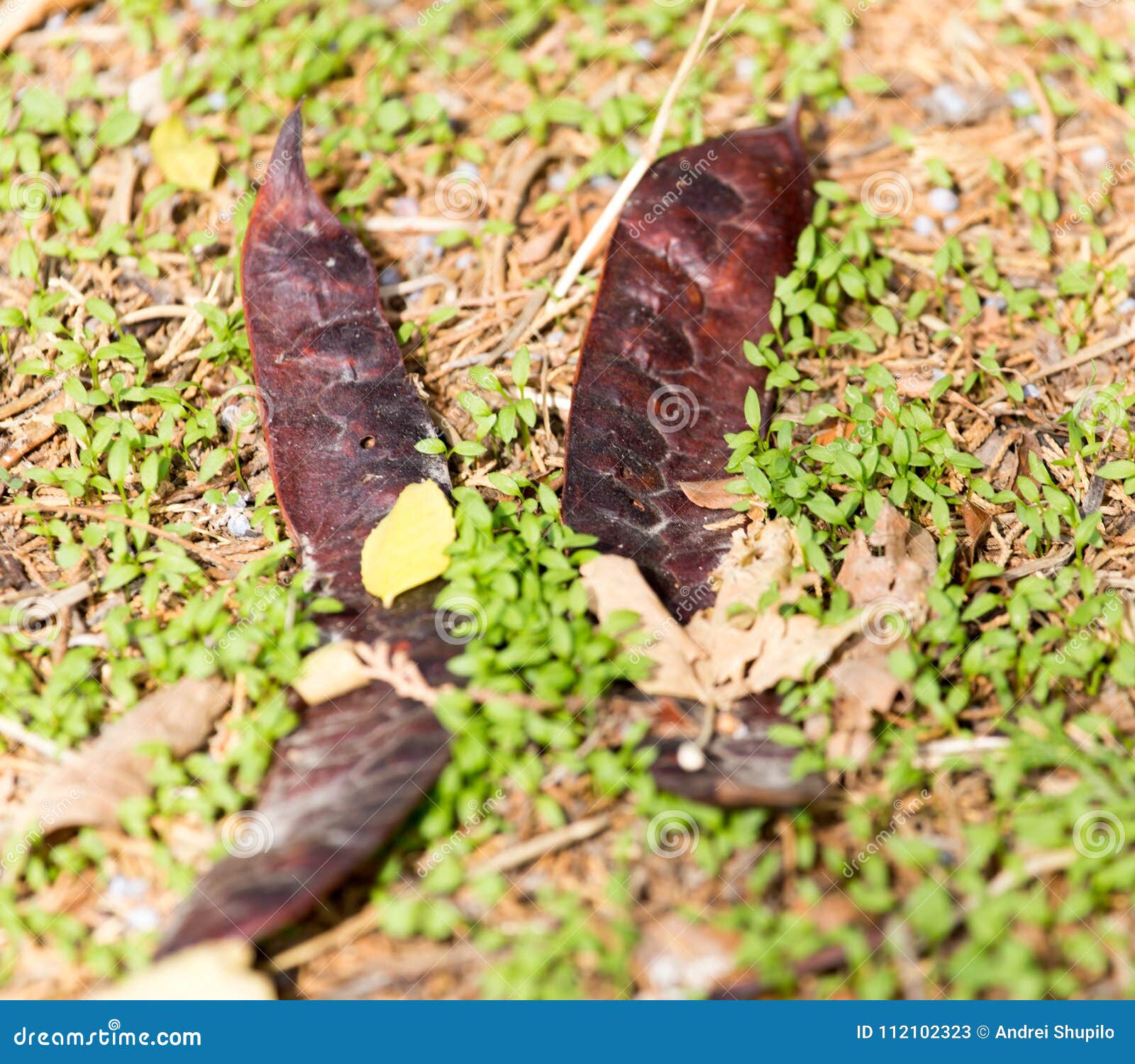 Seeds in the Fruit of the Tree on the Ground Stock Image - Image of ...