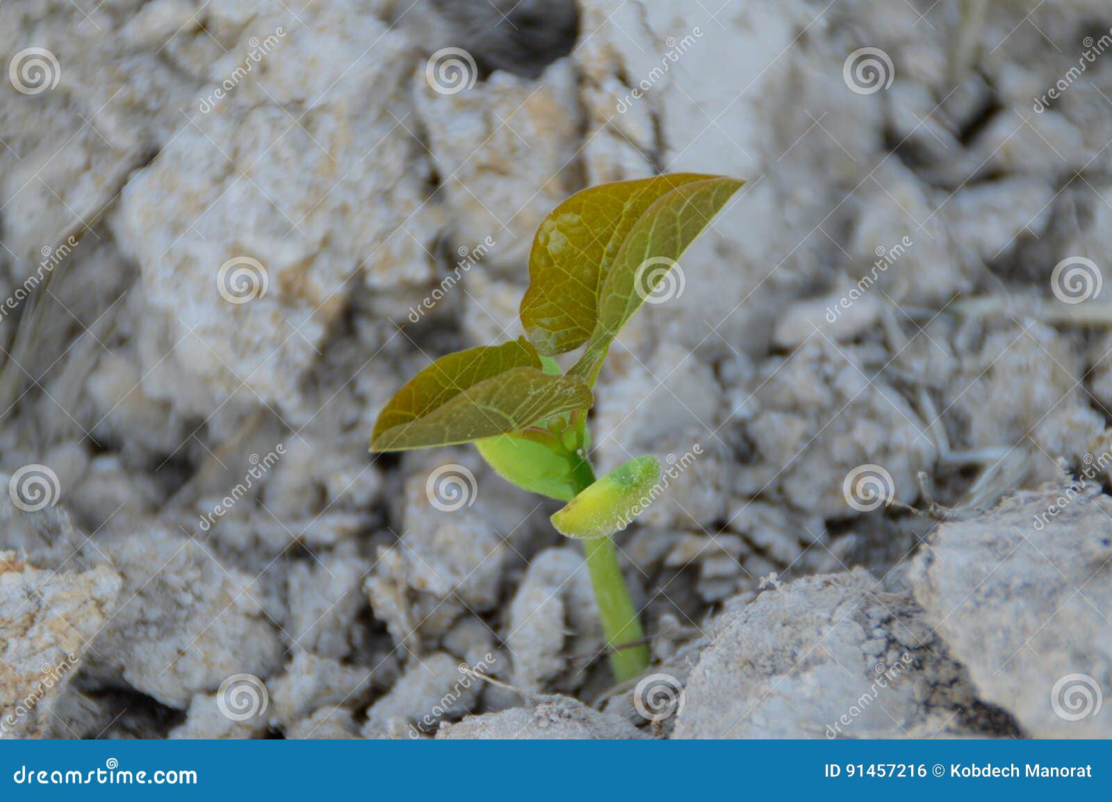Seeds germinate stock photo. Image of tree, environment - 91457216