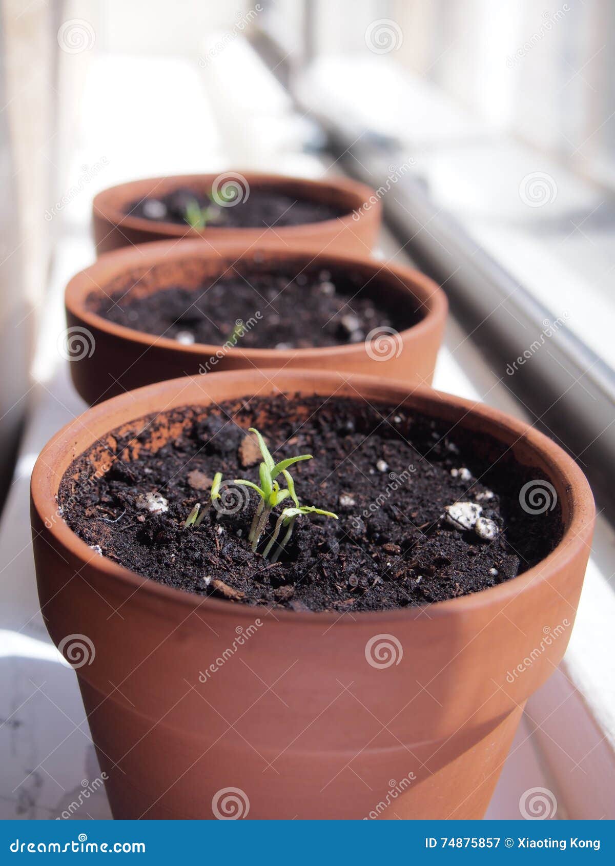 Seeds germinate in spring. stock image. Image of soil - 74875857