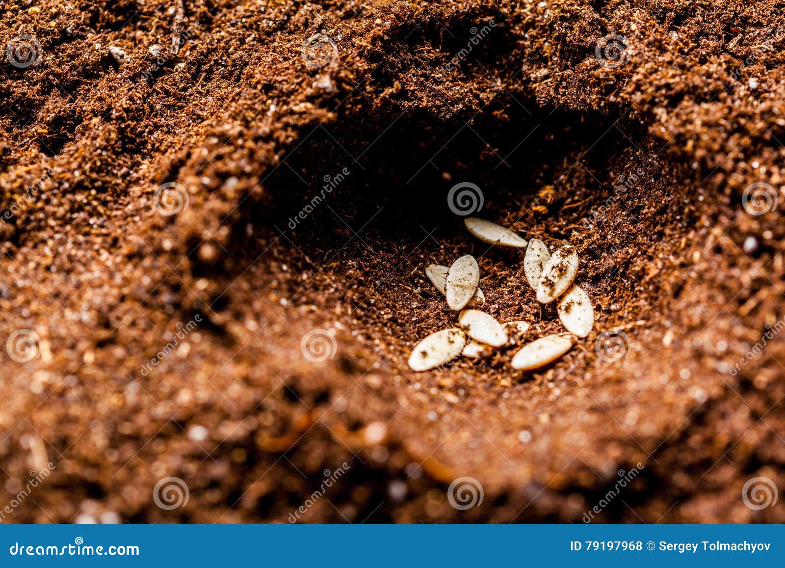 Seeds in the ground stock photo. Image of farmland, organic - 79197968