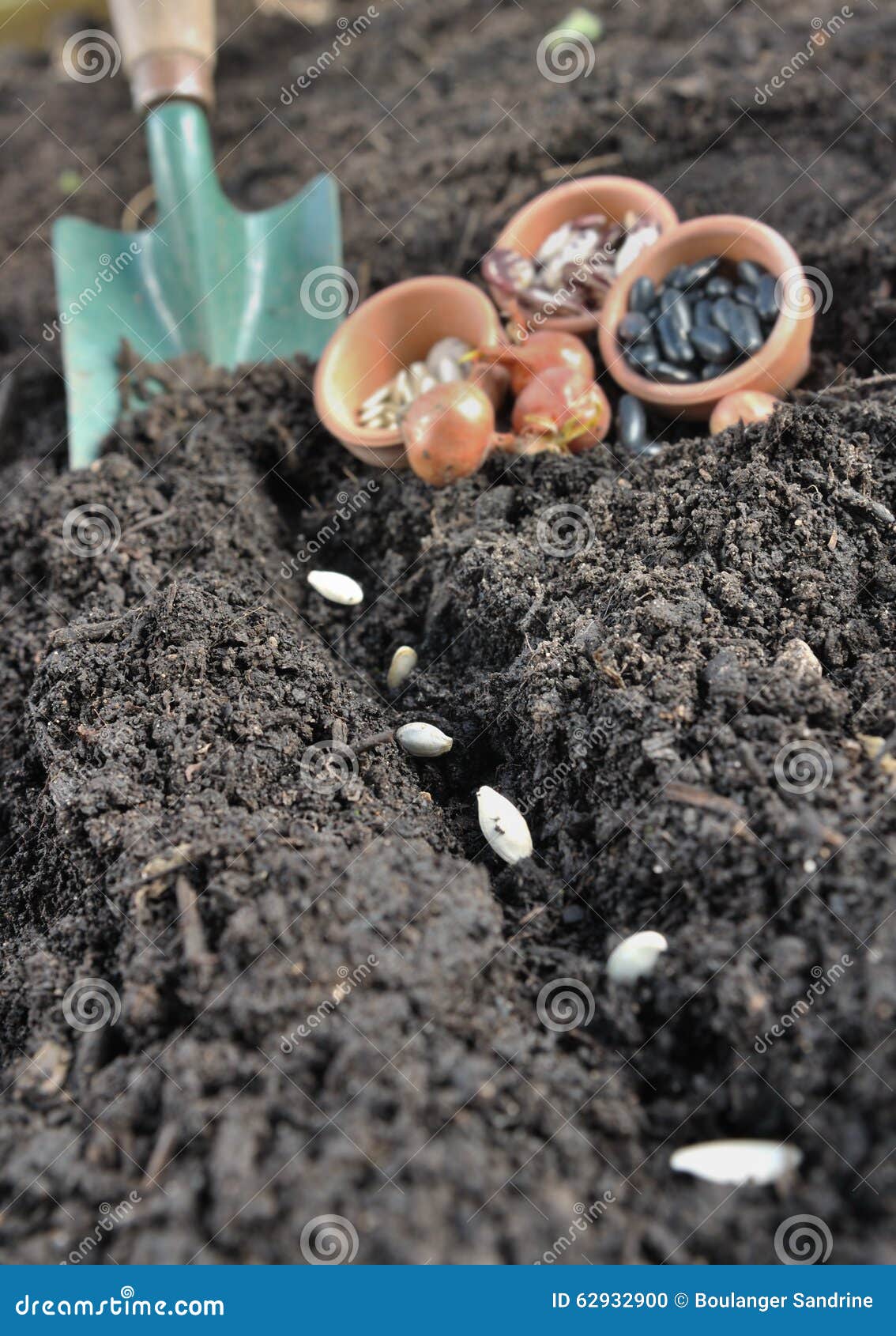 Seeds on the ground stock photo. Image of vegetables - 62932900