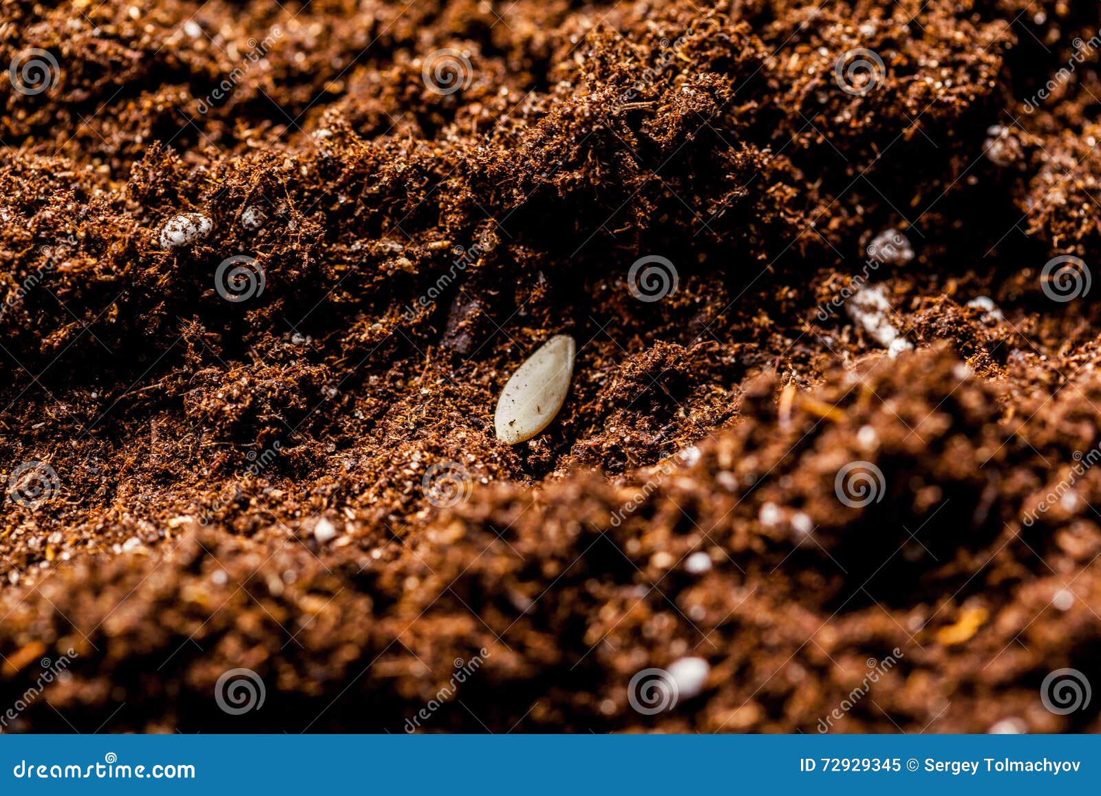 Seeds in the ground stock image. Image of country, plant - 72929345