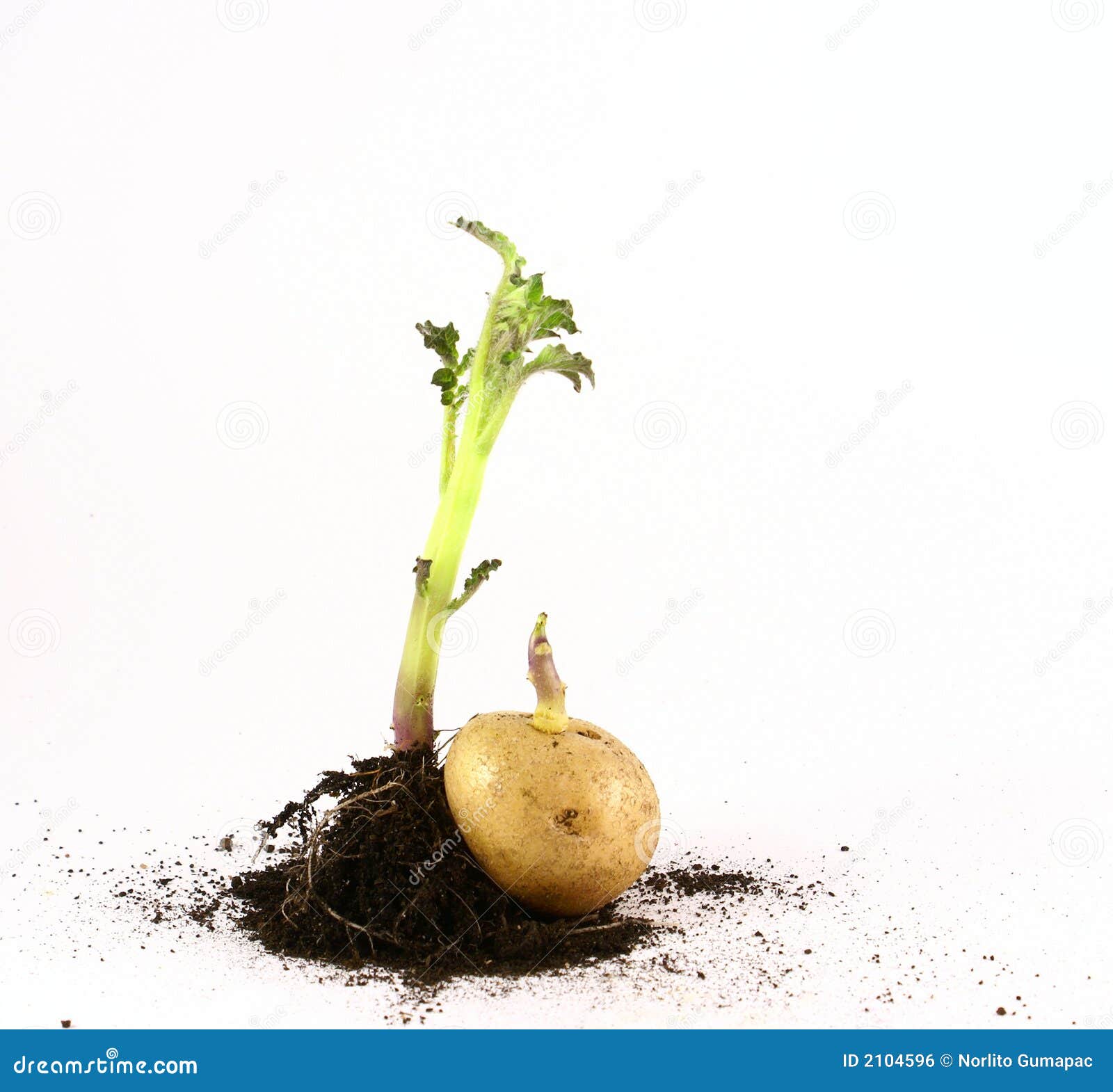 Seeds growing potato stock photo. Image of emerging, ecology - 2104596