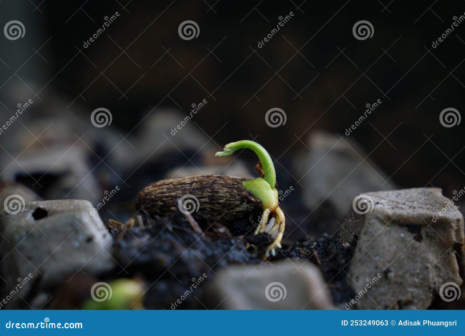 The Seeds are Growing into a Tree. Stock Image - Image of growing ...