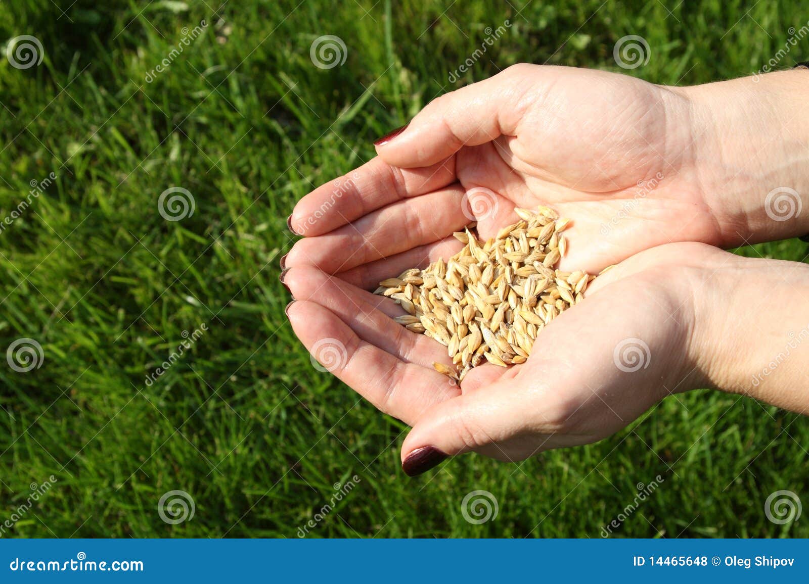 Seeds and hand stock photo. Image of harvesting, organic - 14465648