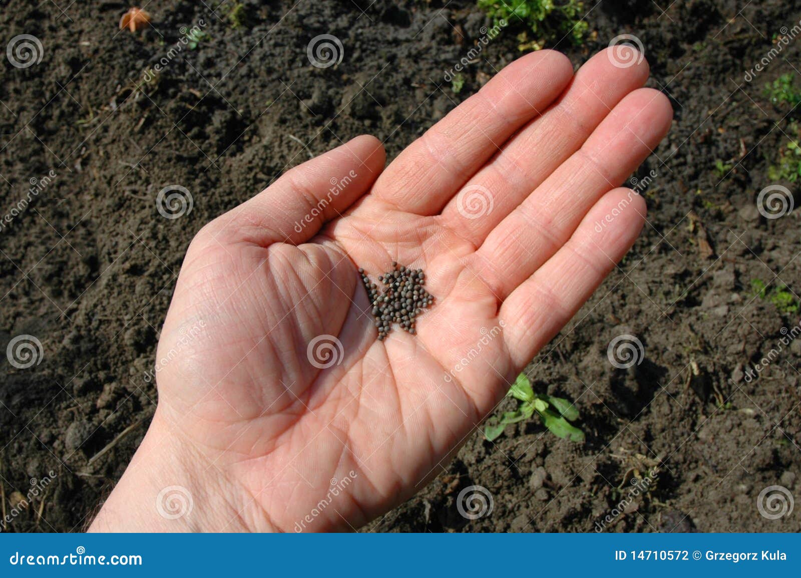 Seeds in hand stock photo. Image of growth, sowing, plant - 14710572
