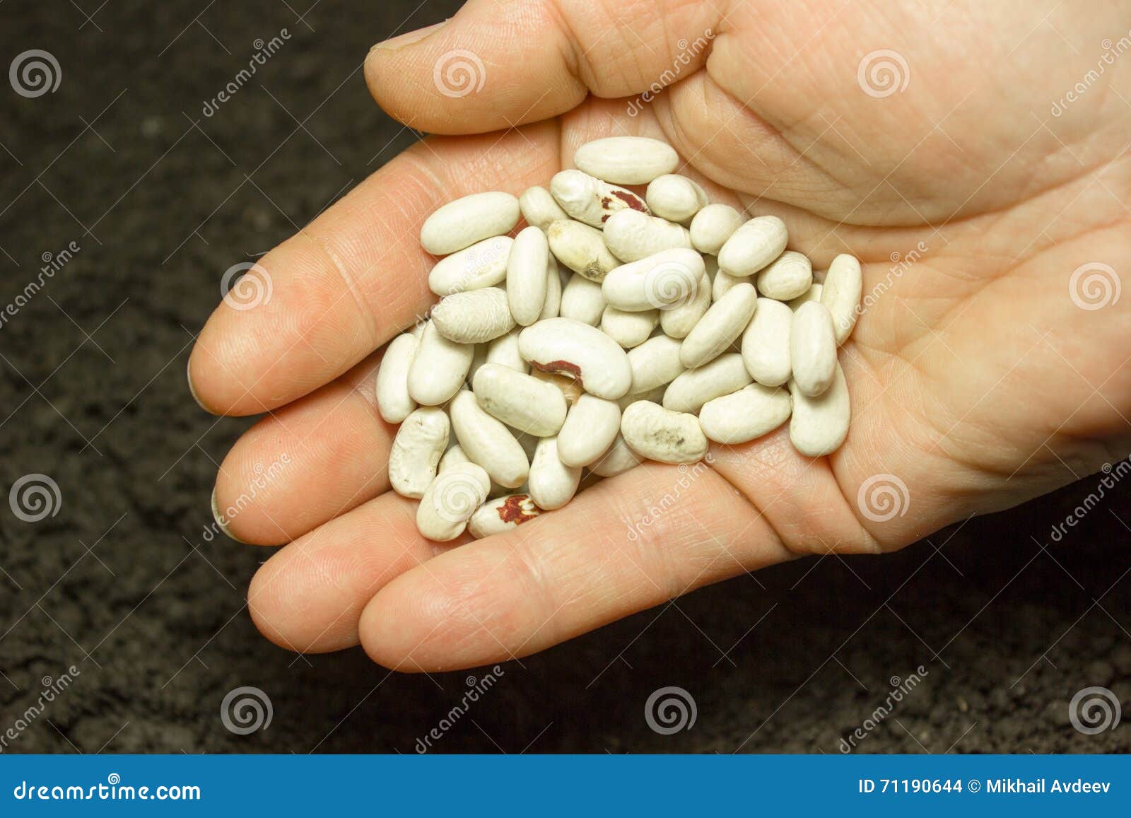 Seeds in hand stock photo. Image of spring, vegetable - 71190644