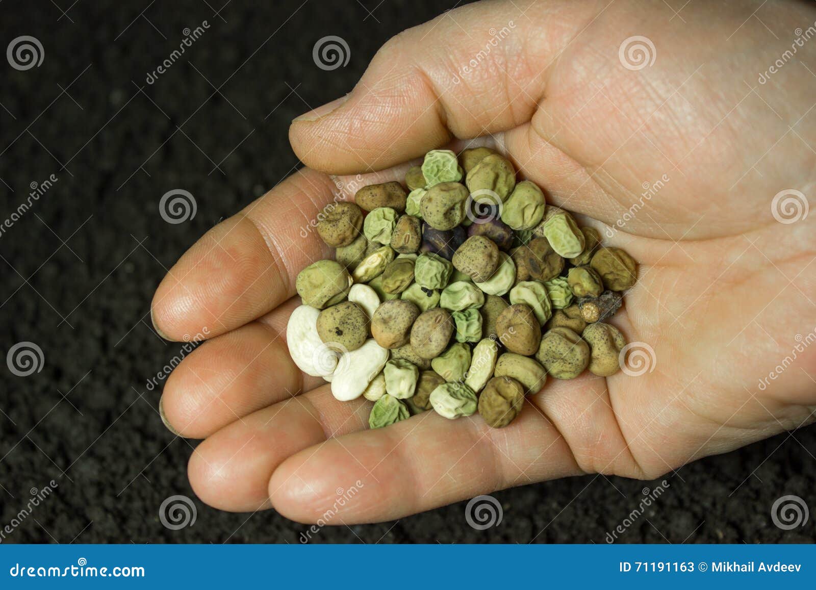 Seeds in hand stock image. Image of green, food, agriculture - 71191163