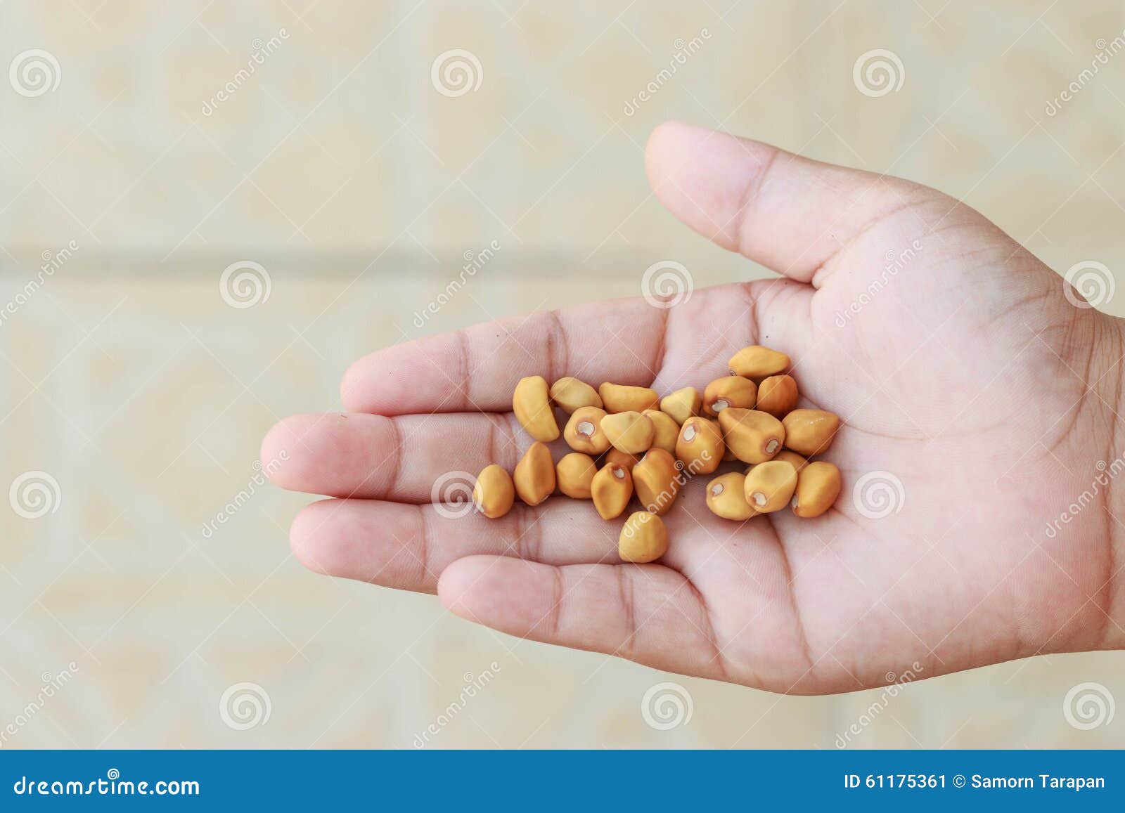 Seeds in hand stock image. Image of fresh, purple, holding - 61175361