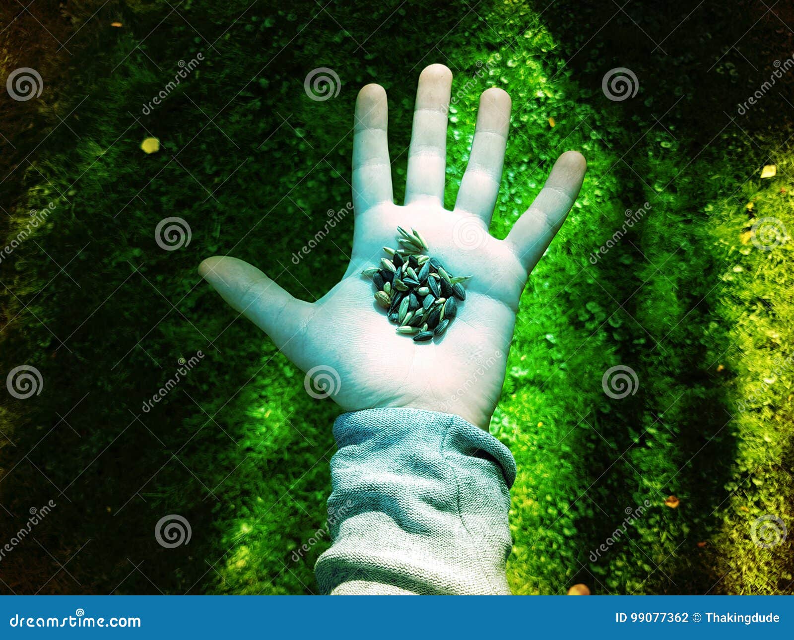 Seeds in Hand Colorized stock photo. Image of color, nature - 99077362