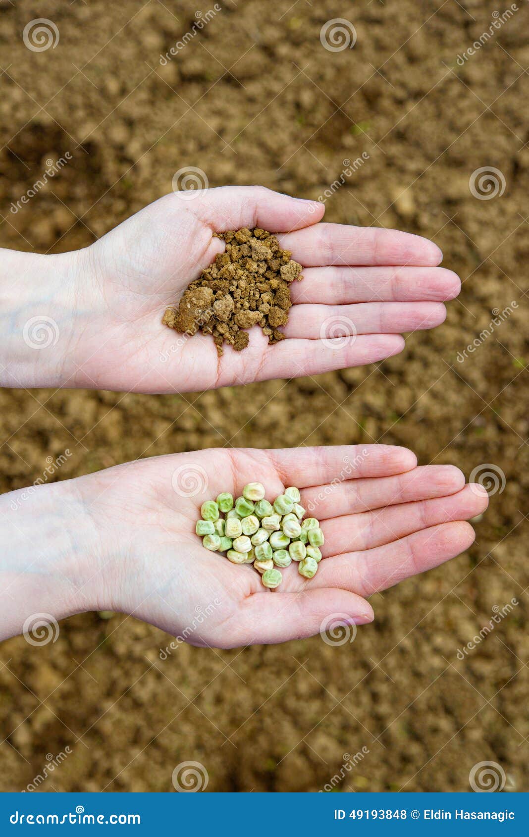 Seeds in Hands stock photo. Image of cultivate, beans - 49193848