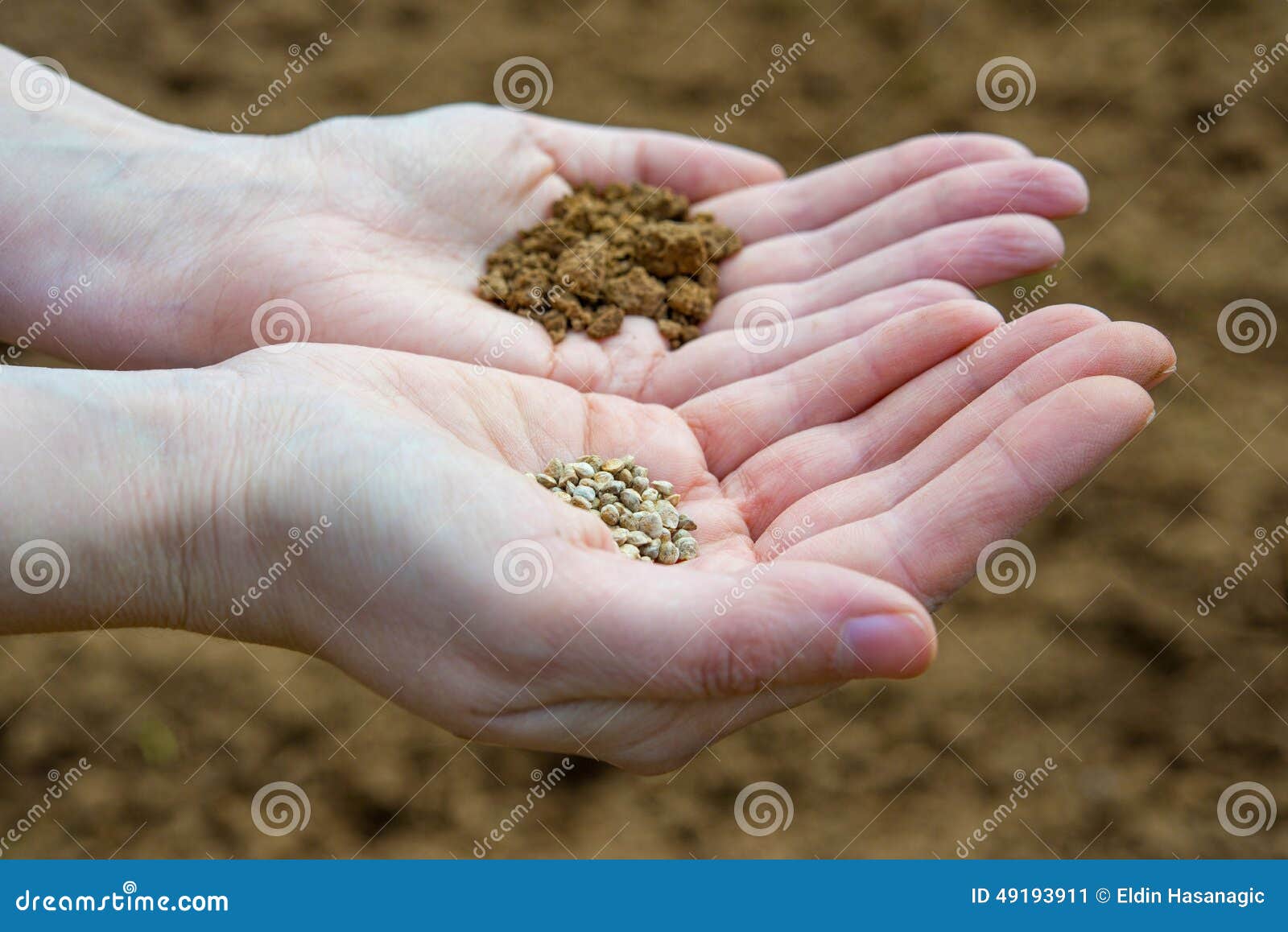 Seeds in Hands stock image. Image of green, environment - 49193911