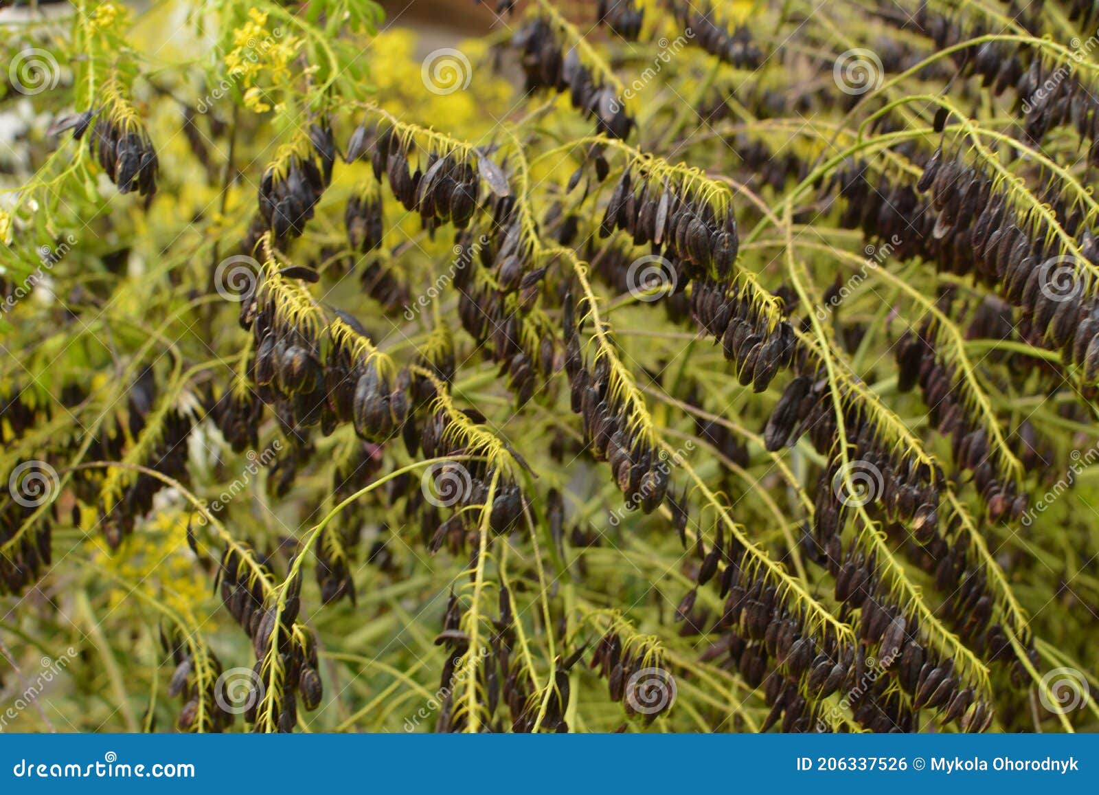 Seeds of Honey Woad Plant Dye Isatis Tinctoria Stock Photo - Image of ...