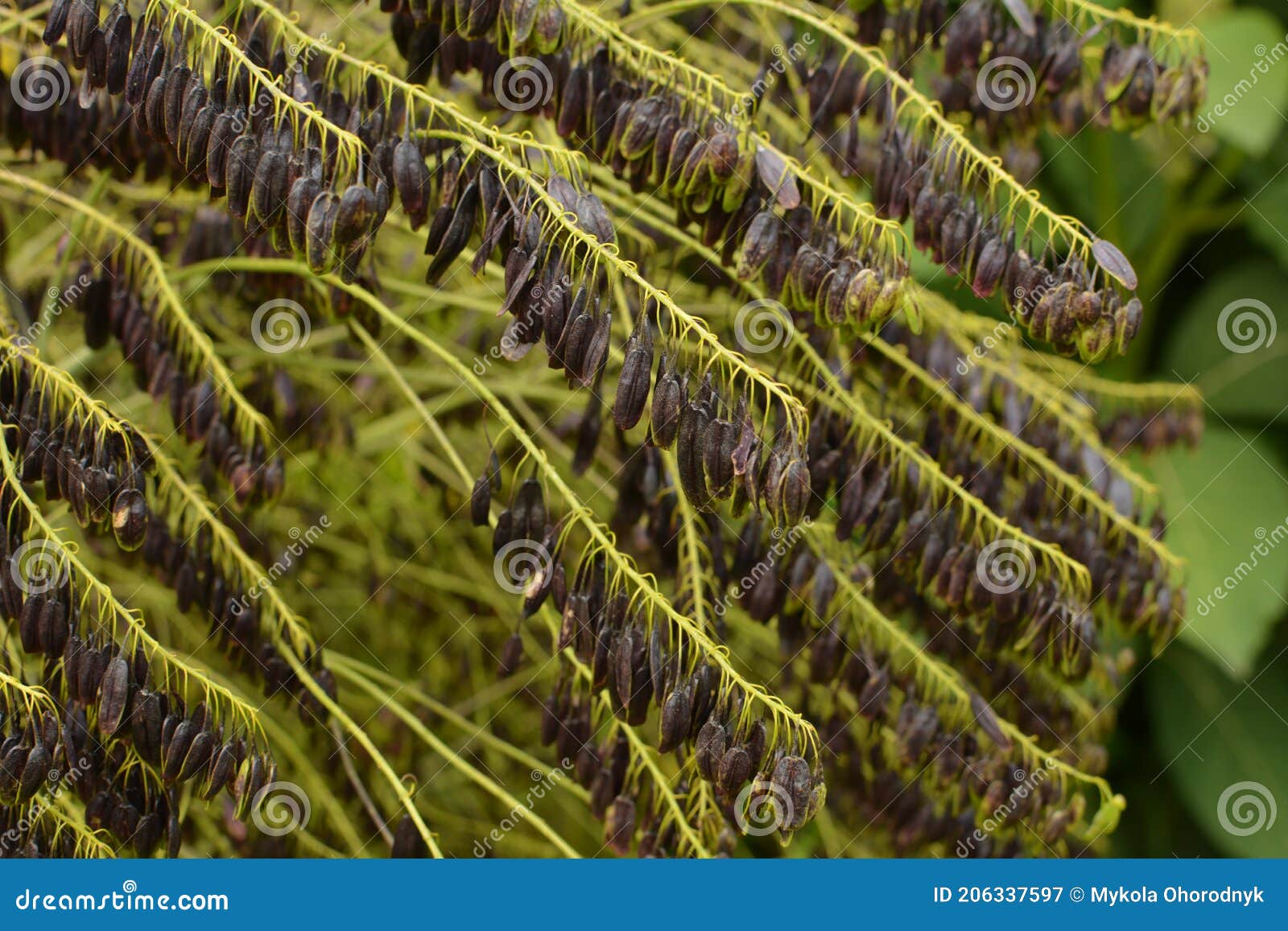Seeds of Honey Woad Plant Dye Isatis Tinctoria Stock Image - Image of ...