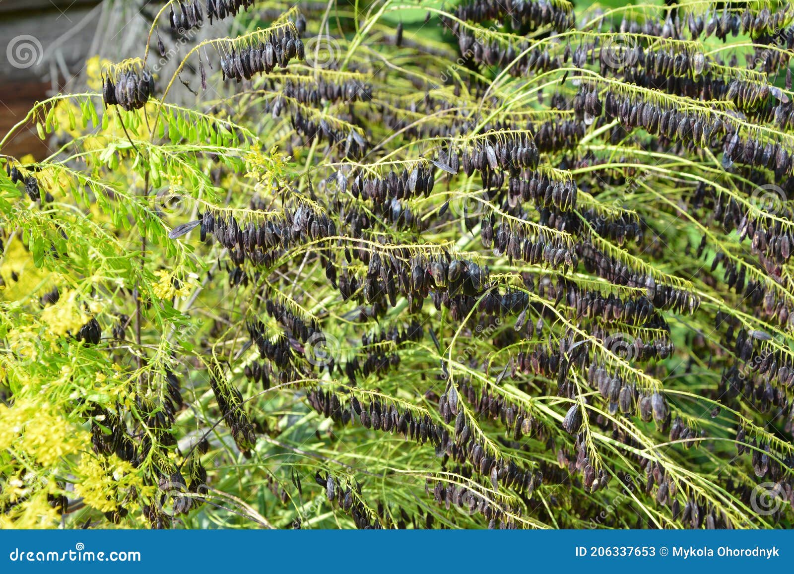 Seeds of Honey Woad Plant Dye Isatis Tinctoria Stock Image - Image of ...