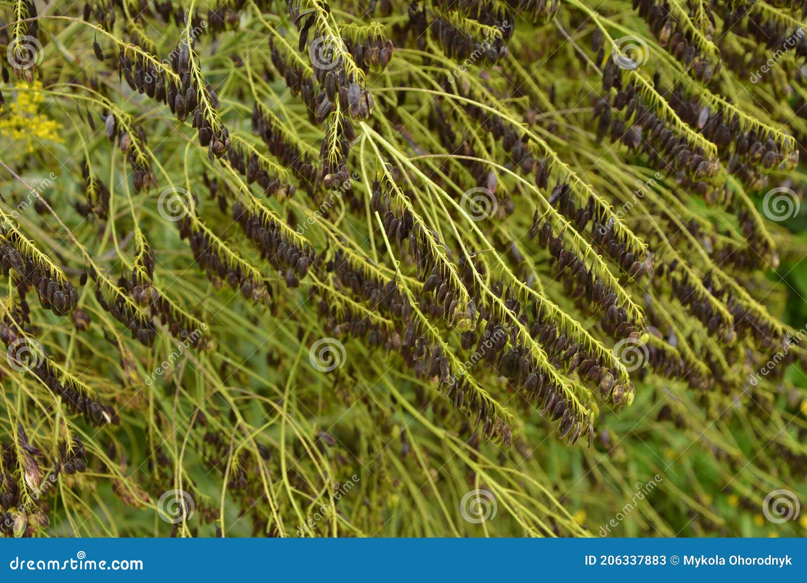 Seeds of Honey Woad Plant Dye Isatis Tinctoria Stock Image - Image of ...