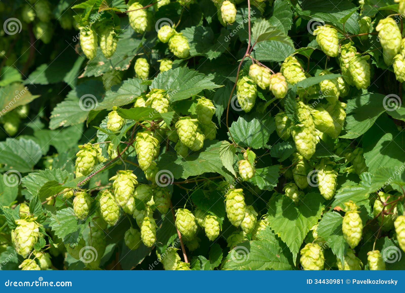 Seeds of hops stock image. Image of green, background - 34430981