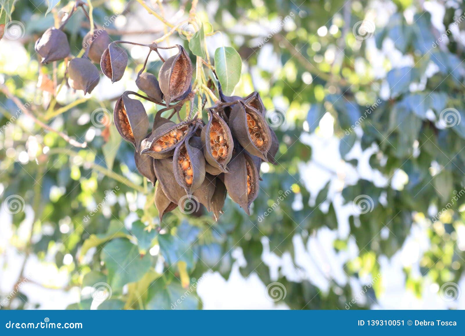 Seeds shelled nuts tree stock image. Image of shell - 139310051