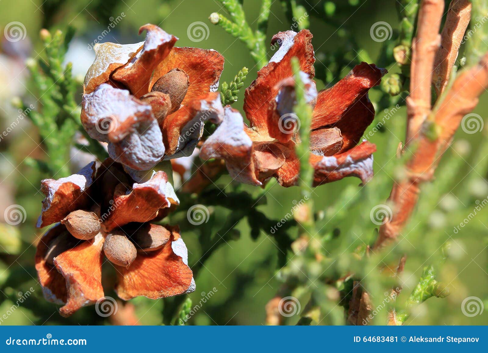 Western Juniper Also Known With Scientific Name Juniperus Occidentalis ...
