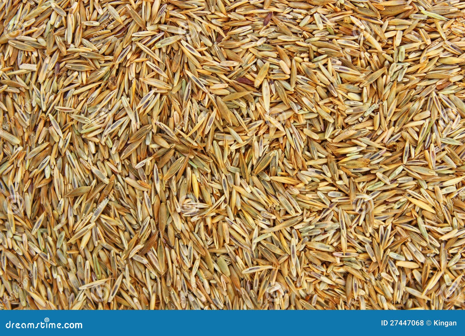 Seeds of Lawn Grass Texture Stock Photo - Image of sowing, grass: 27447068