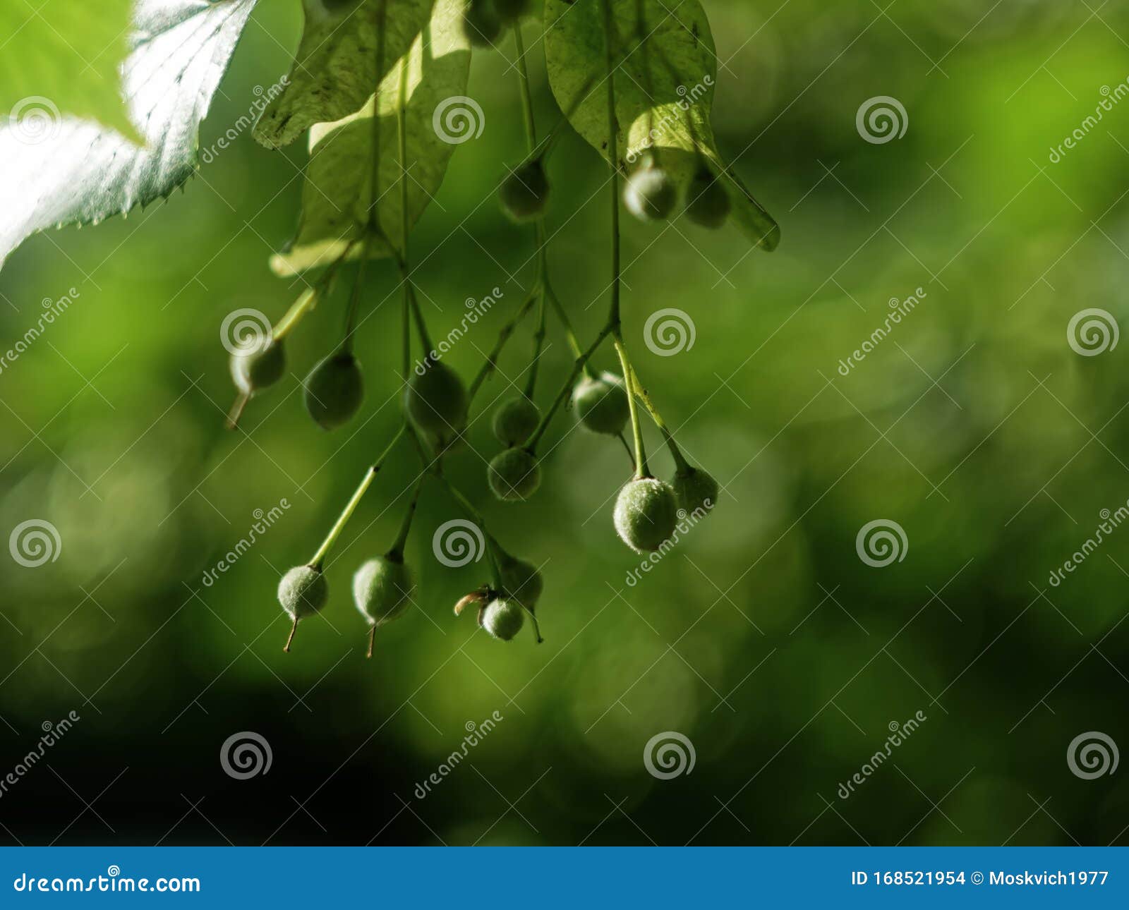 The Seeds of a Linden Tree in Summer Stock Photo - Image of berries ...