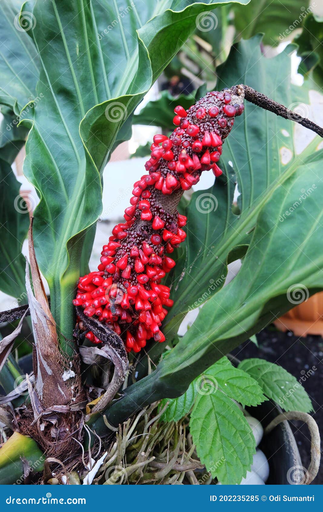 The Seeds of the Love Flower are Bright Red Stock Image - Image of ...