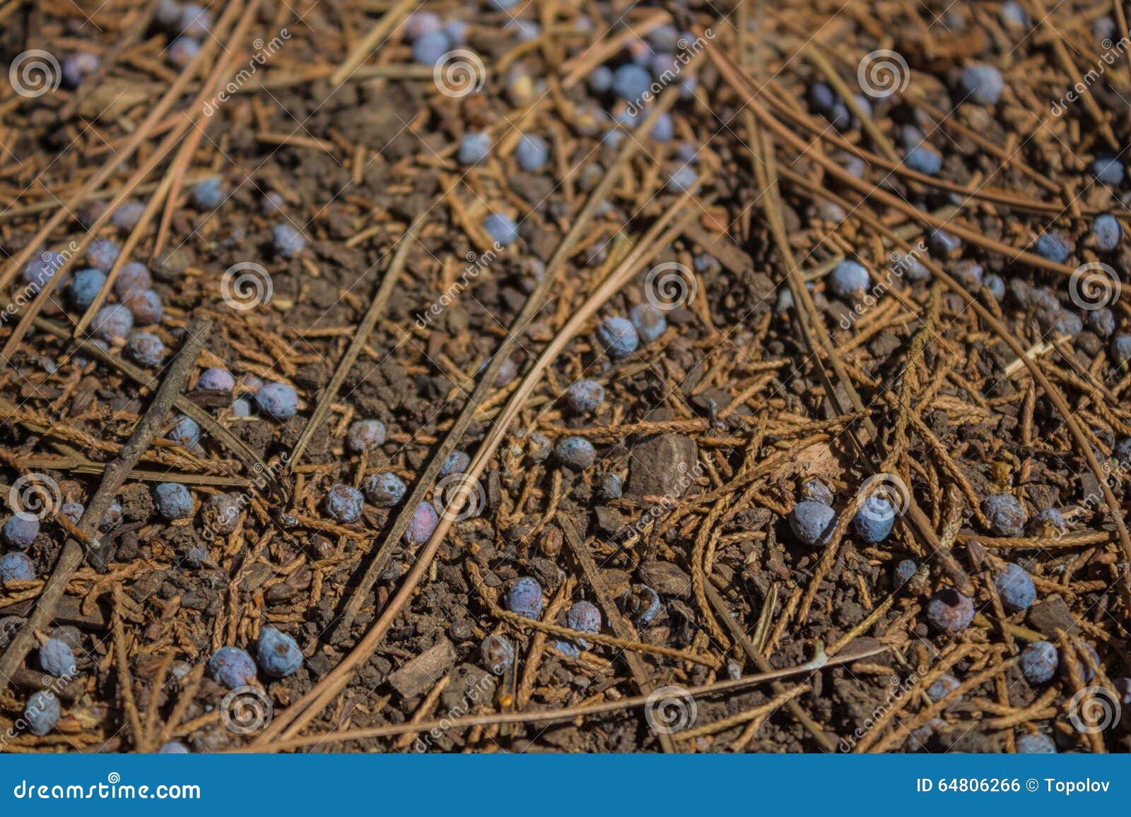 Seeds and Needles of the Pine Tree Stock Photo - Image of spring ...