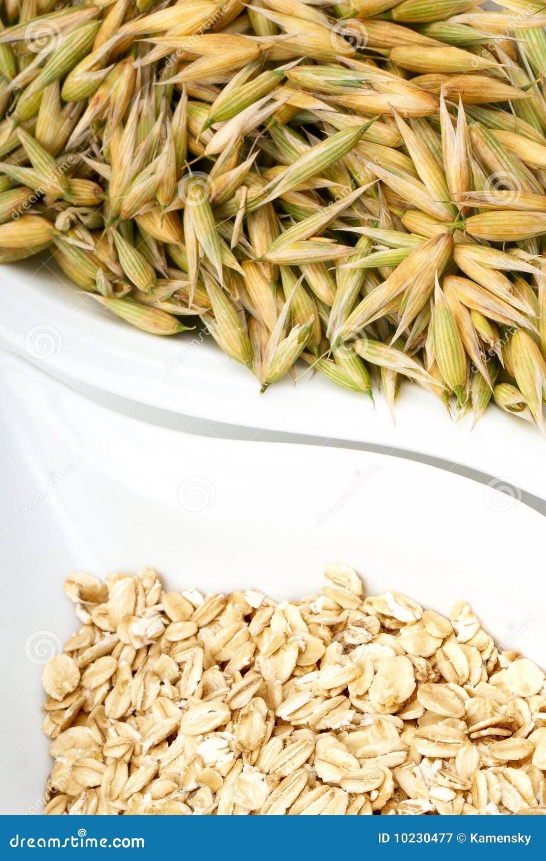 Seeds of oats stock image. Image of oats, group, harvesting - 10230477