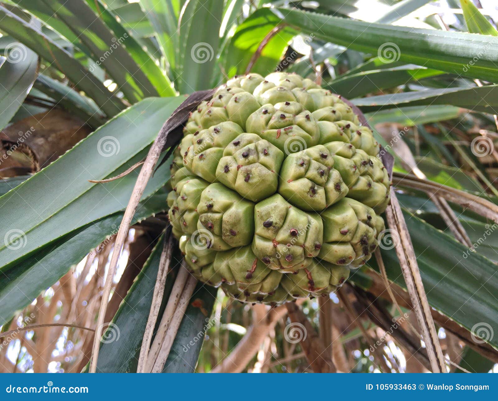 Seeds of Pandanus or Pine Cones are Seen in Seagrass Beds. Stock Image ...