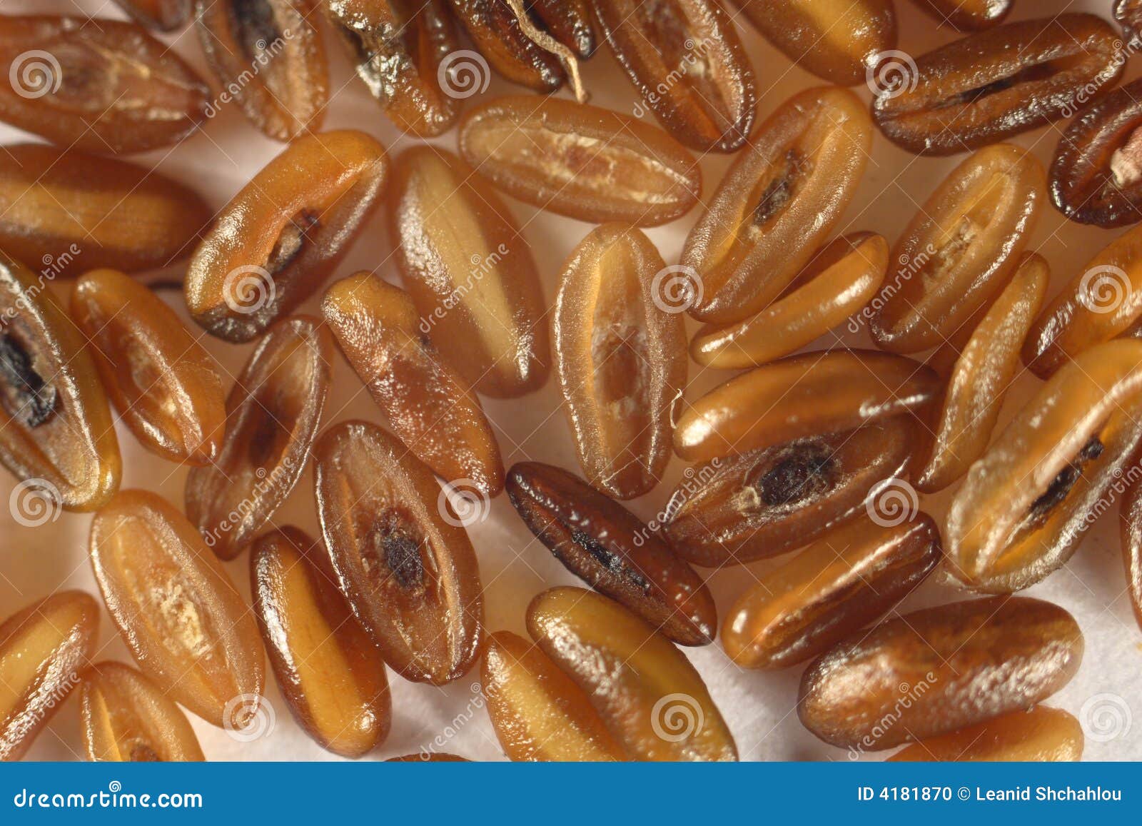 Seeds (Plantago Lanceolata L.) Stock Photo - Image of bonelet, plantago ...