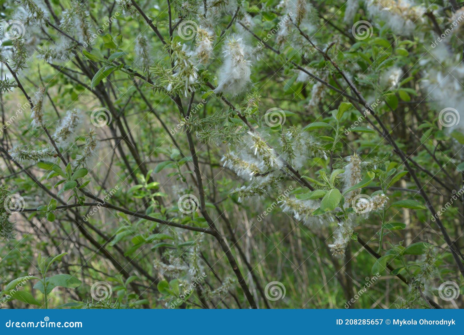 Seeds of Poplar Fluff Close Up on Tree Branches Stock Image - Image of ...