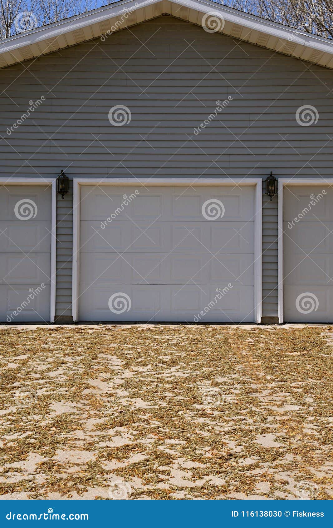 Seeds from a poplar tree stock photo. Image of mess - 116138030