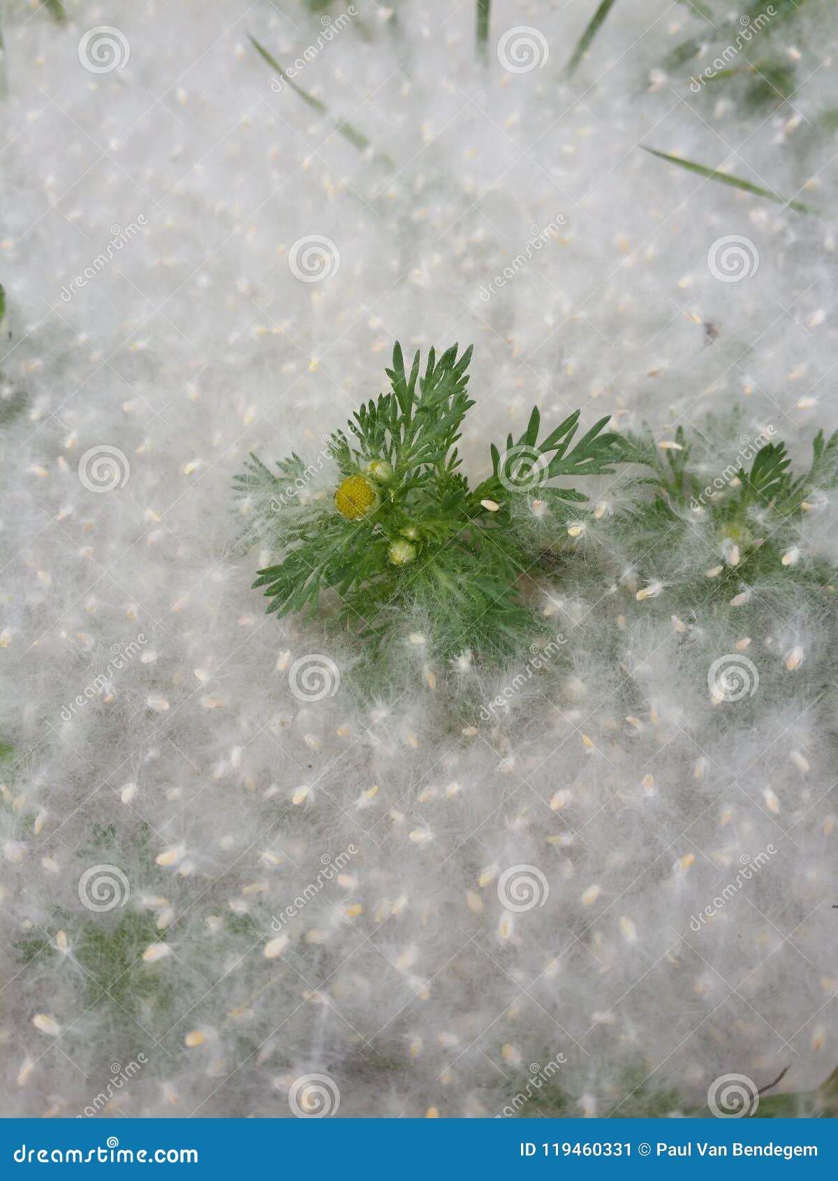 Seeds stock image. Image of snow, spring, seeds, look - 119460331