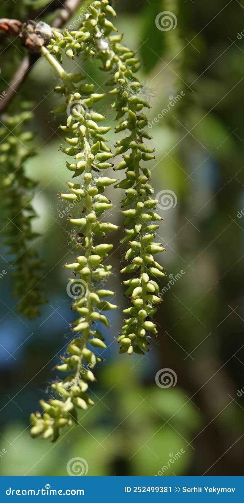Poplar Tree Seeds stock image. Image of tree, ukraine - 252499381