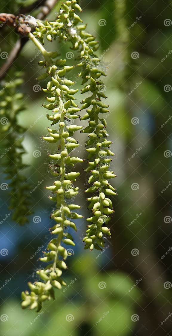Poplar Tree Seeds stock image. Image of tree, ukraine - 252499381