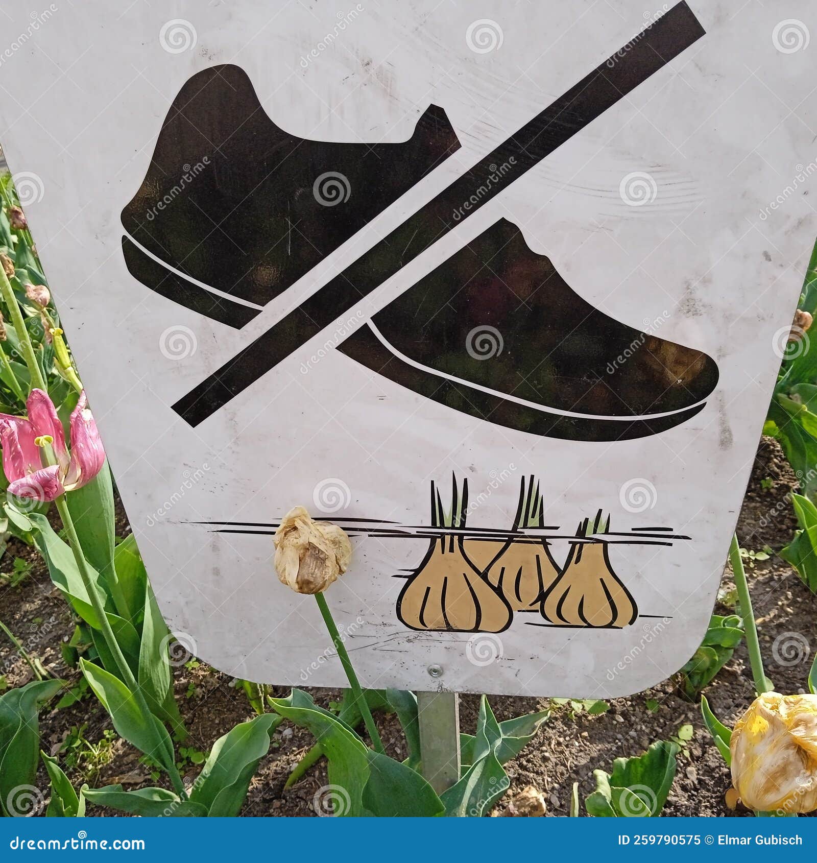 Seeds Protected by Outer Covering Stock Image - Image of plant, seeds ...