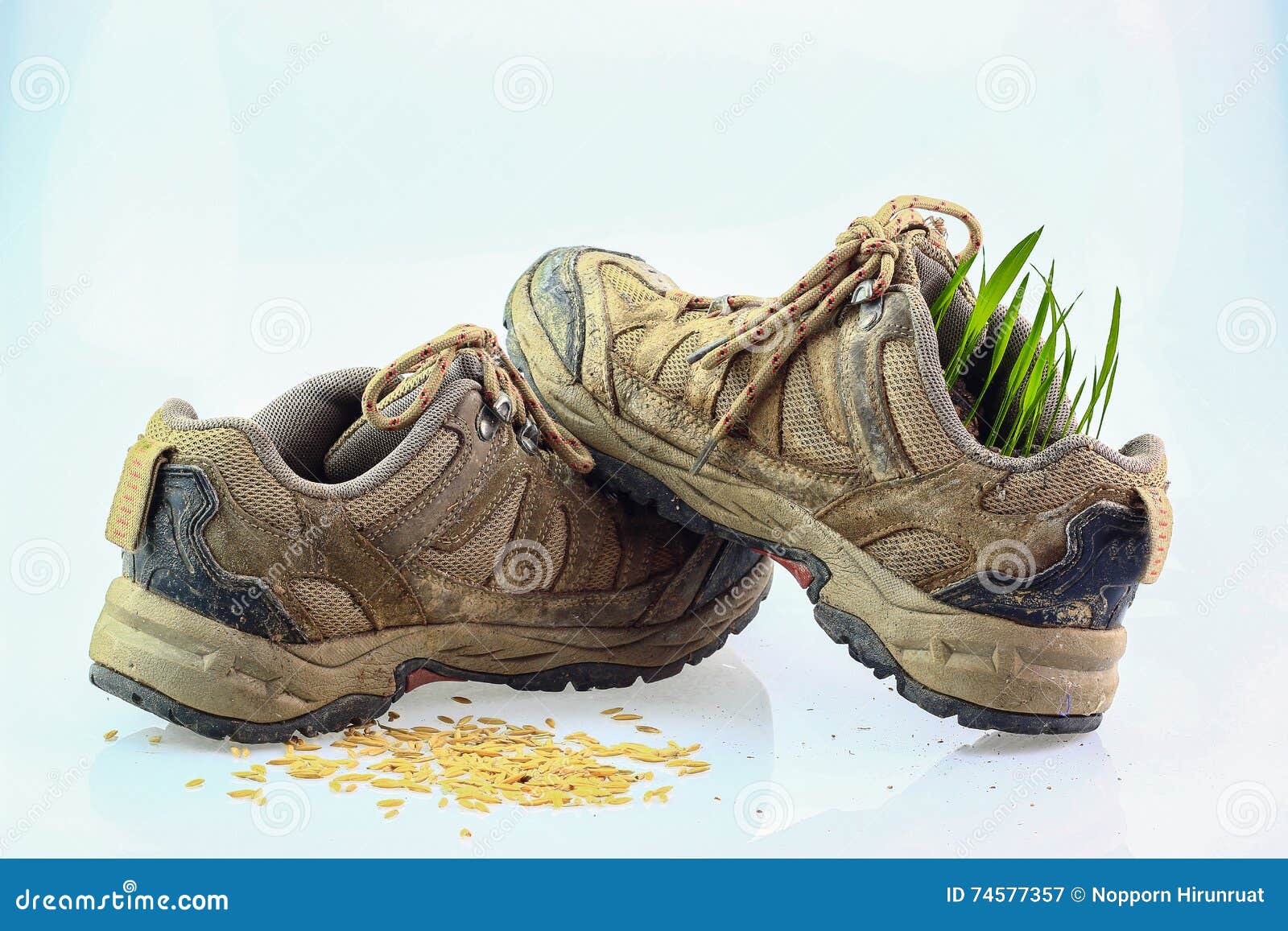 The Seeds Rice Growth in the Old Shoe Stock Image - Image of ...