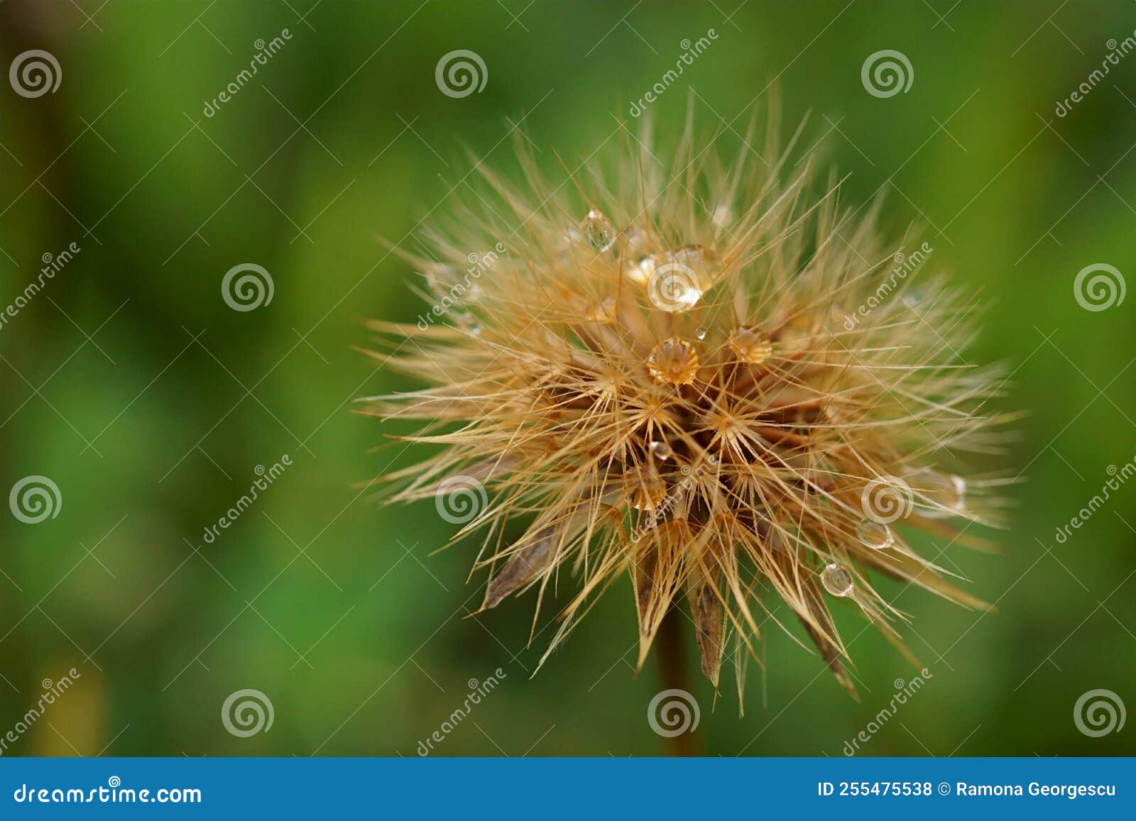 The Seeds of the Rough Hawkbit Plant Drenched by Rain; Leontodon ...