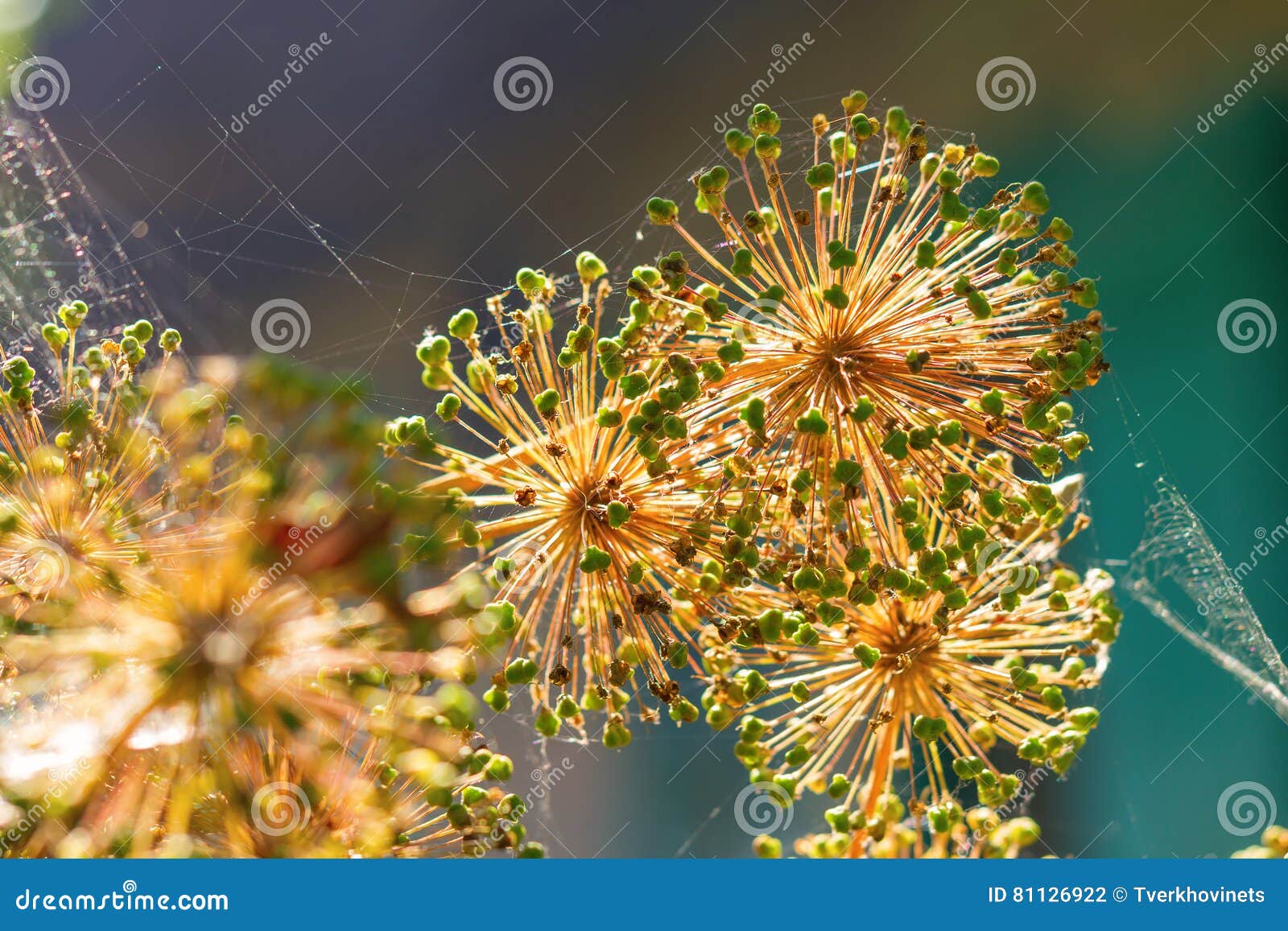 Dry Allium Giganteum Flower Stock Photos - Free & Royalty-Free Stock ...