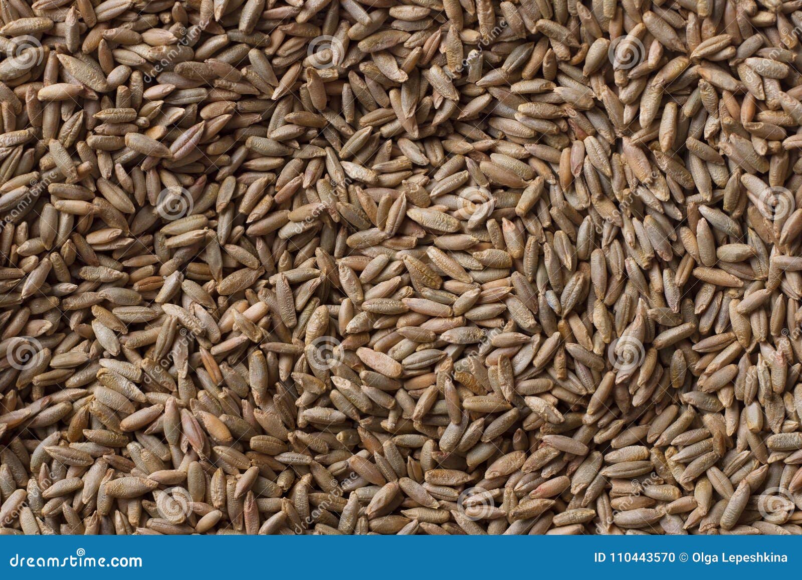 Seeds of Rye for Germination Stock Photo - Image of textured, seeds ...