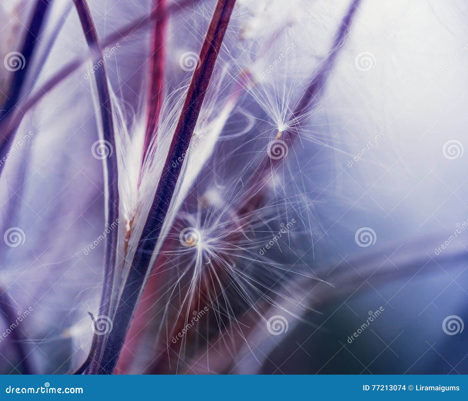 Seeds of Sally closeup stock photo. Image of seeds, fields - 77213074