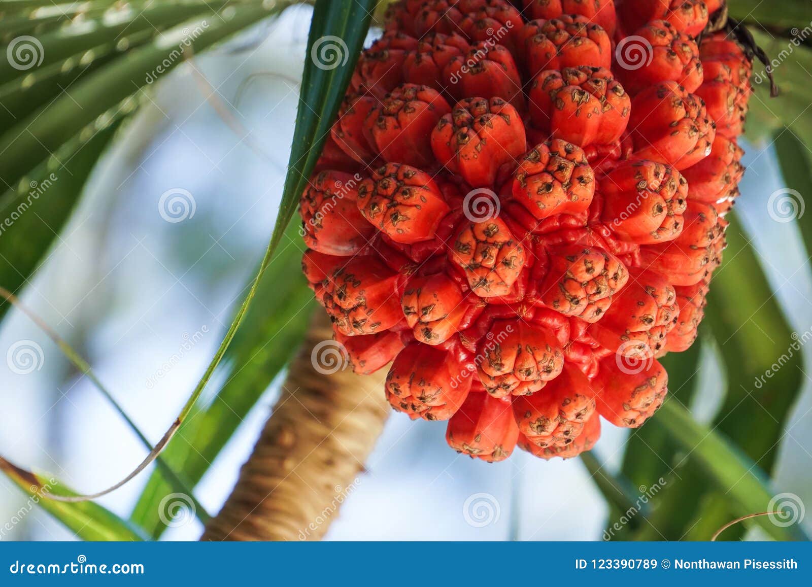 Seeds of Sea Pandanus, Pine Plant Tree Stock Image - Image of plant ...