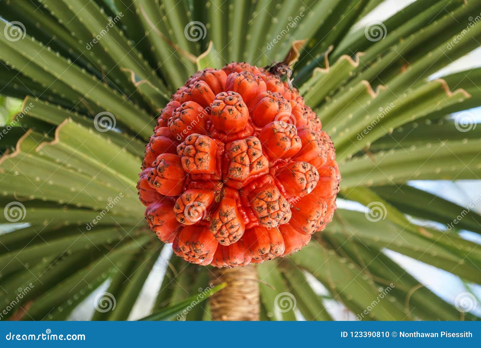 Seeds of Sea Pandanus, Pine Plant Tree Stock Photo - Image of organic ...